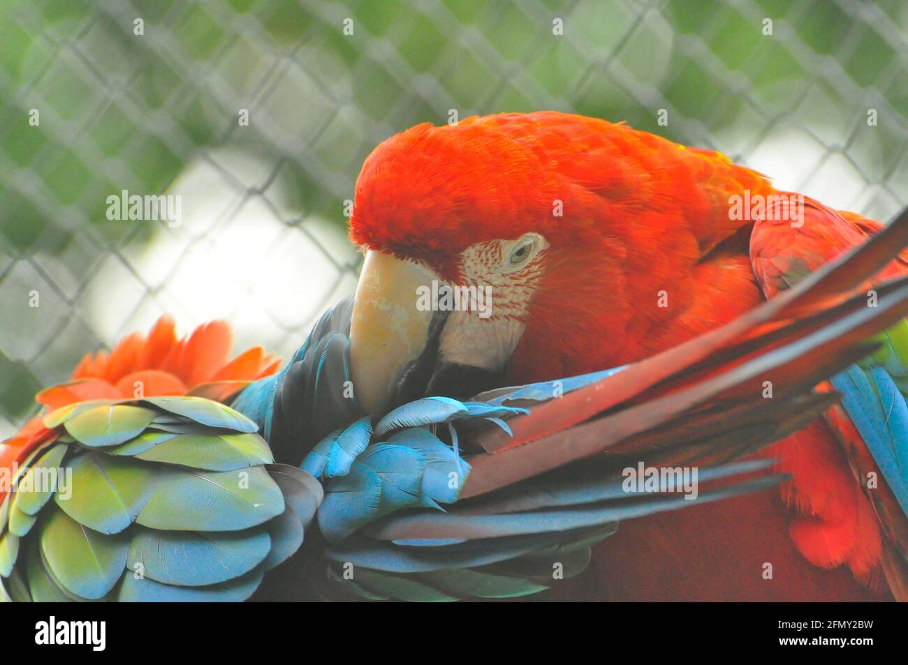 Scarlet Macaw, a brazilian bird Stock Photo - Alamy