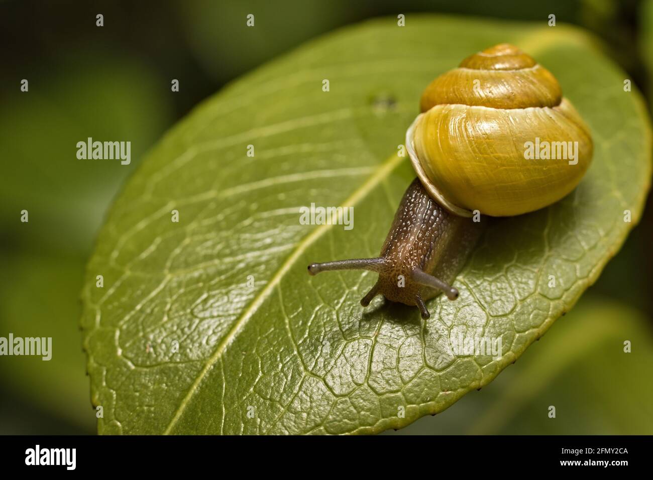 White garden snail hi-res stock photography and images - Alamy