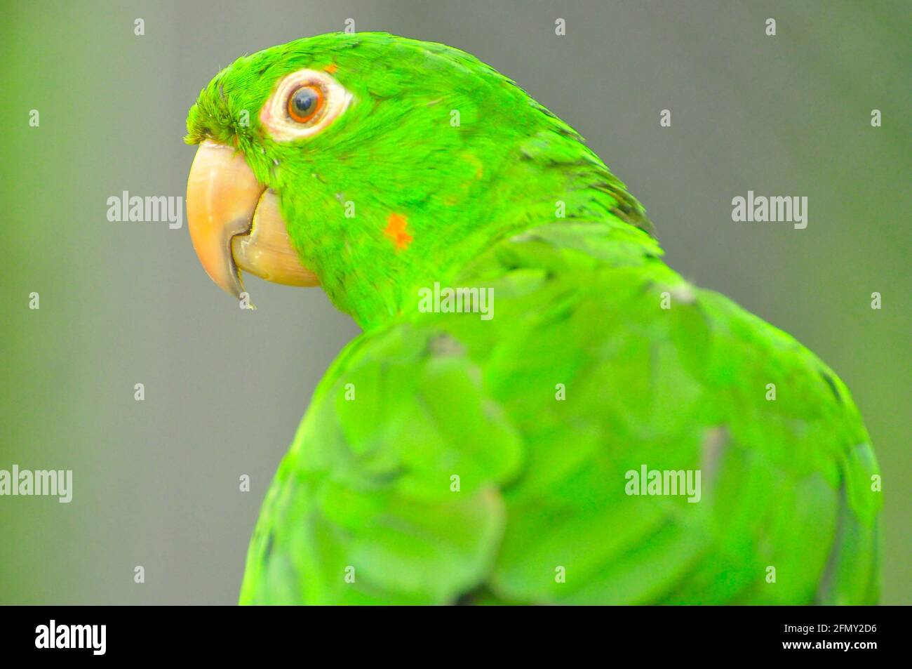 Maritaca, a traditional brazilian bird Stock Photo - Alamy