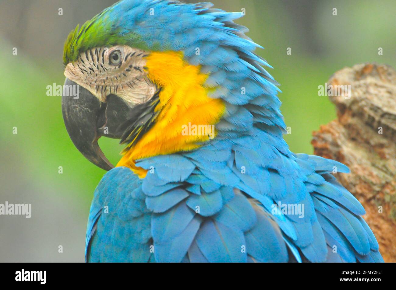 Brazilian blue bird hi-res stock photography and images - Alamy