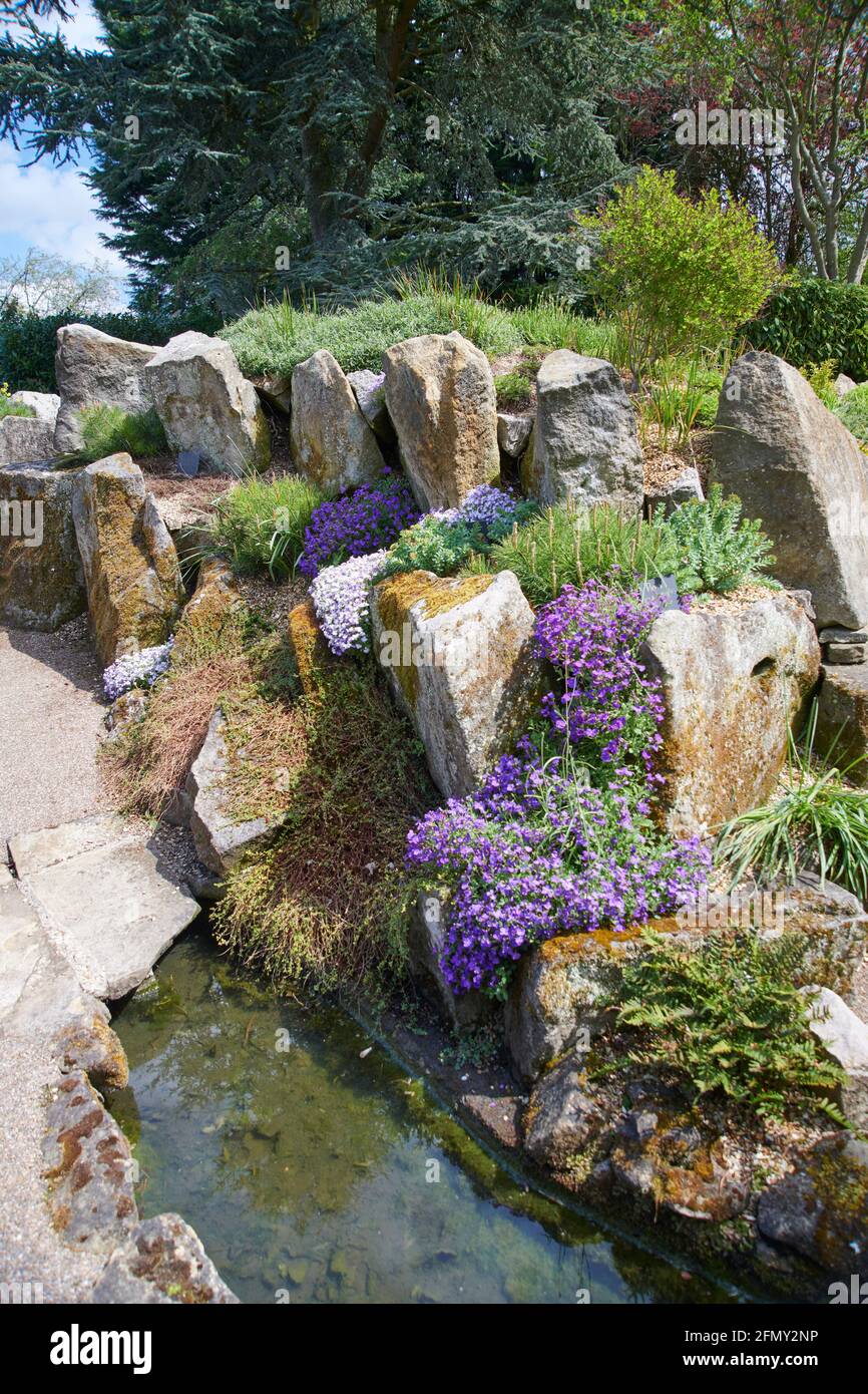 Rockery with alpine plants flowering in the English summertime Stock ...