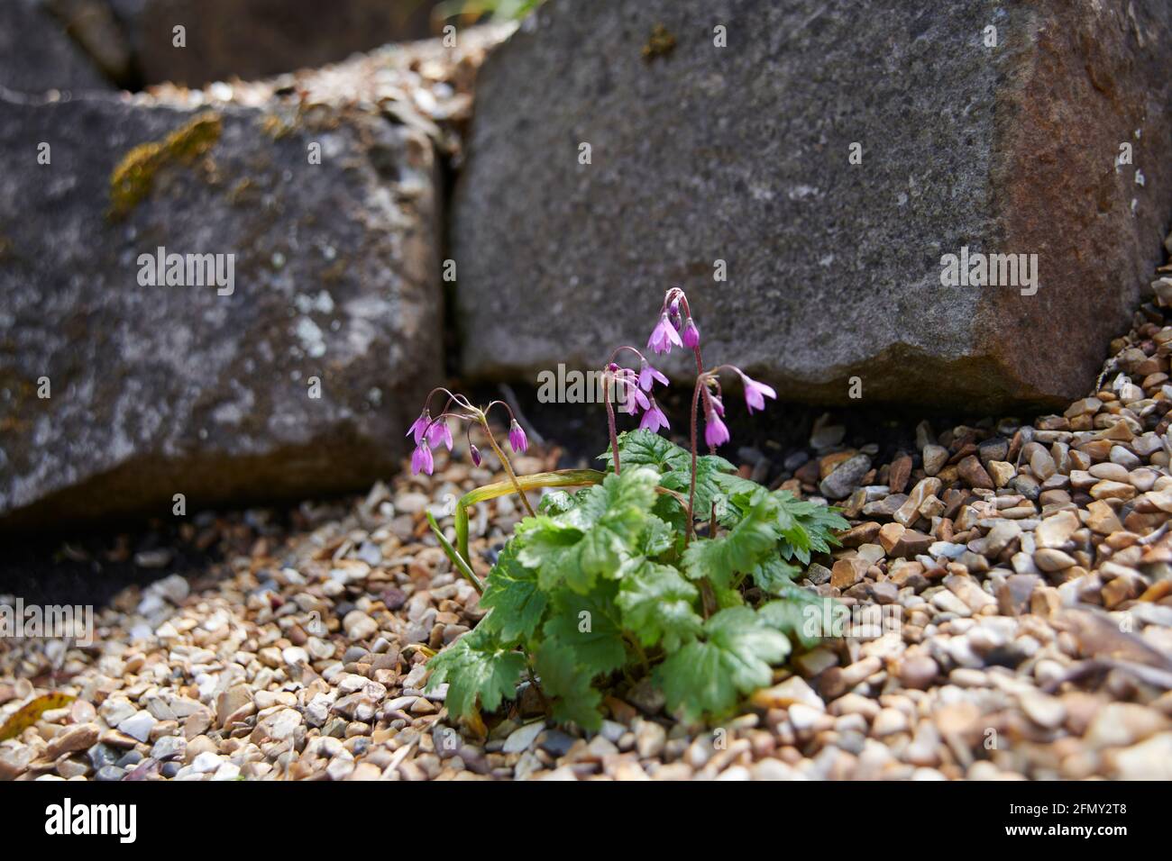 Primula matthioli subspecies. matthioli, growing in a sunny spot on an ...