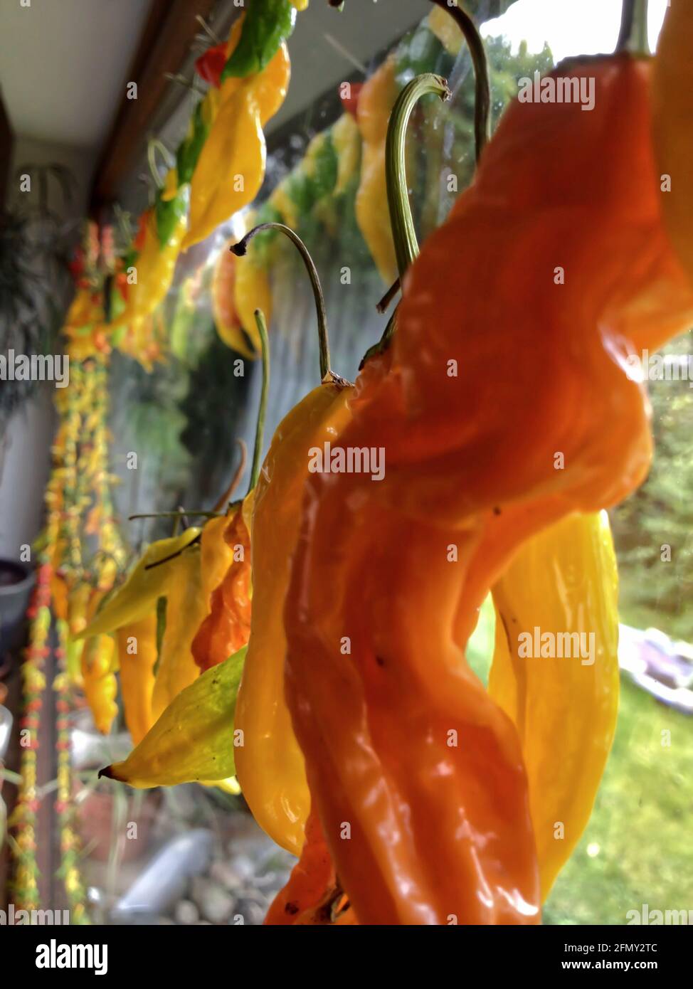 Shot of green peppers hanging on the rope Stock Photo - Alamy