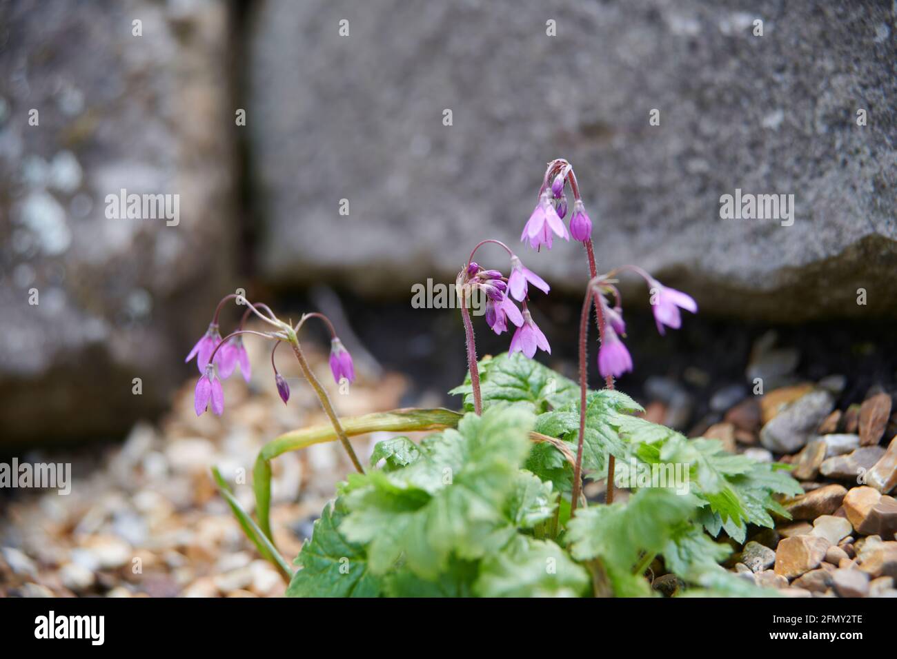 Primula matthioli subspecies. matthioli, growing in a sunny spot on an ...