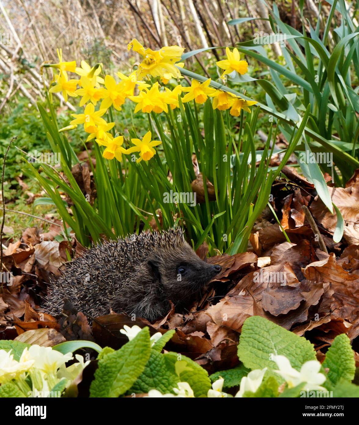 Our native hedgehog is an inhabitant of our gardens Stock Photo - Alamy