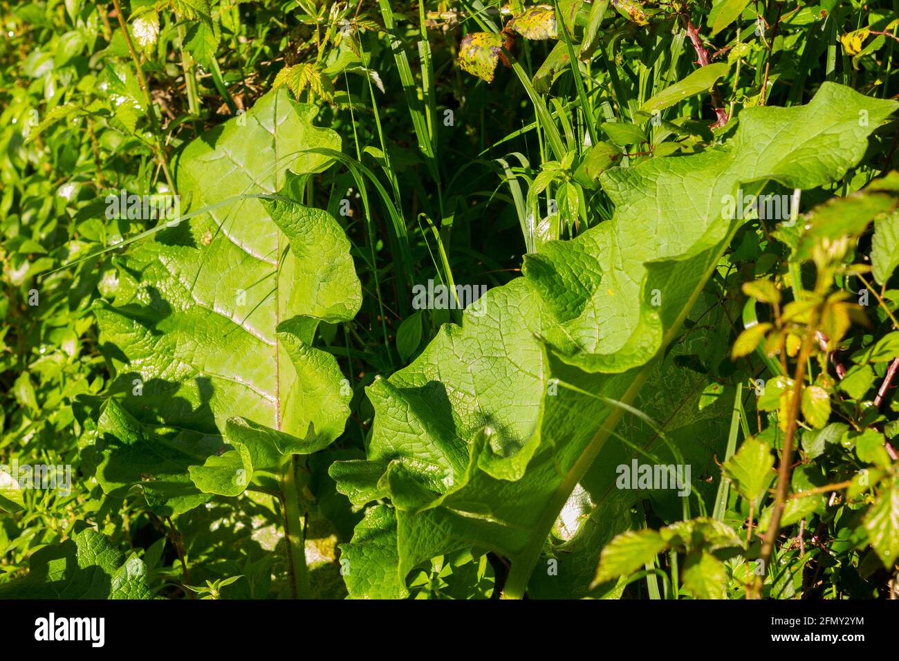 Green leaves in spring, intense green color of nature. Healthy leaves ...