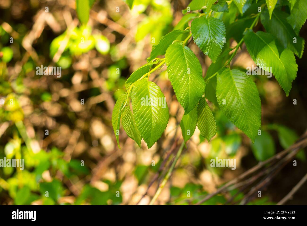 Green leaves in spring, intense green color of nature. Healthy leaves ...