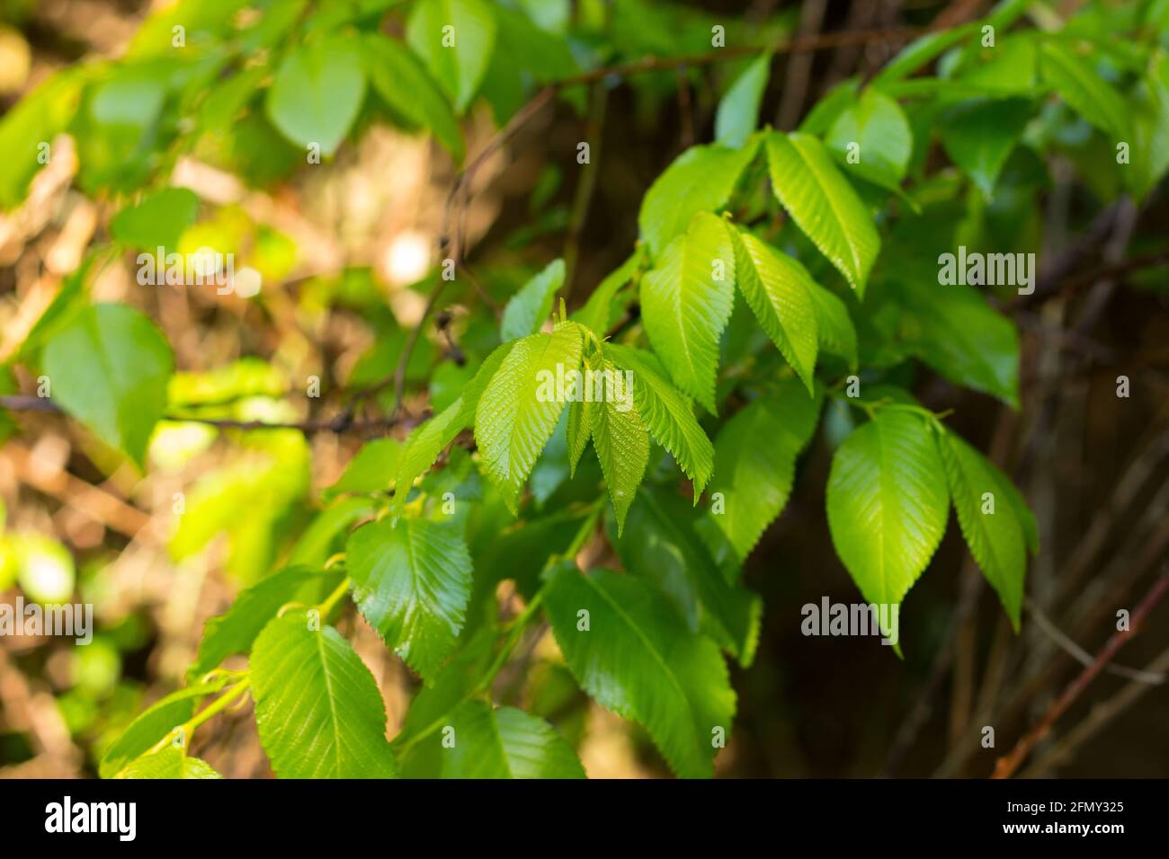 Green leaves in spring, intense green color of nature. Healthy leaves ...