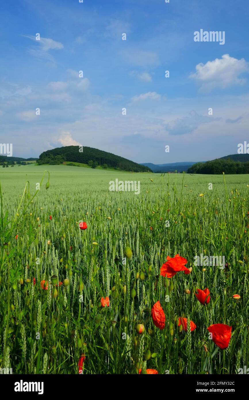 Field of red poppies Stock Photo - Alamy