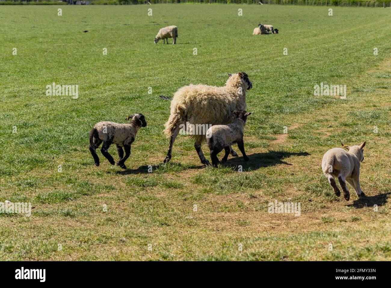 Romanov sheep hi-res stock photography and images - Alamy