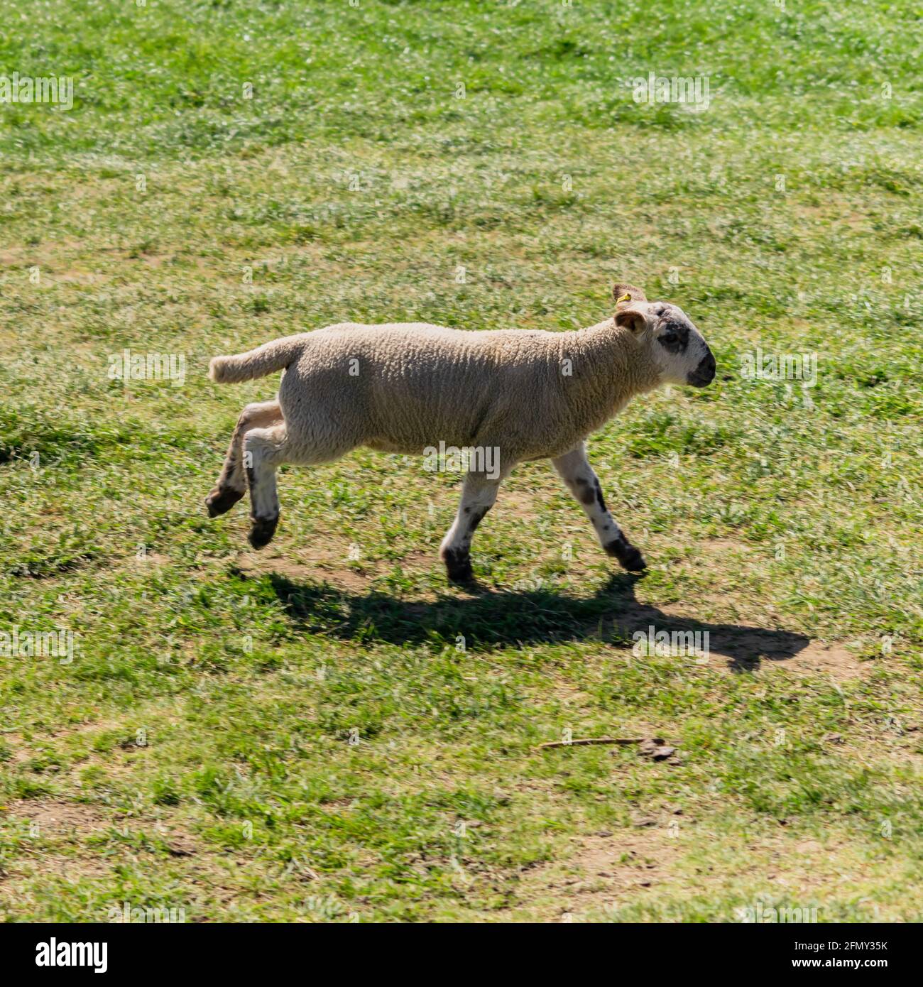 Wooly Romanov sheep grazing in the field Stock Photo - Alamy