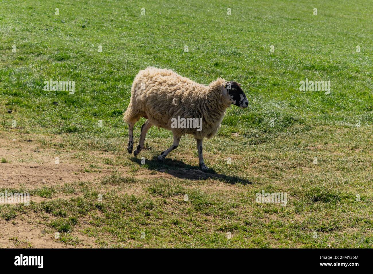 Romanov sheep hi-res stock photography and images - Alamy