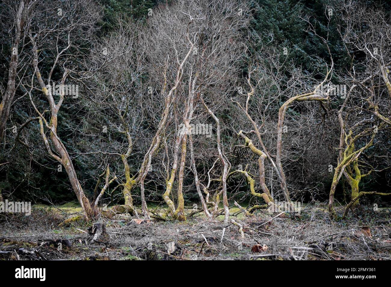 Gnarled trees hi-res stock photography and images - Alamy