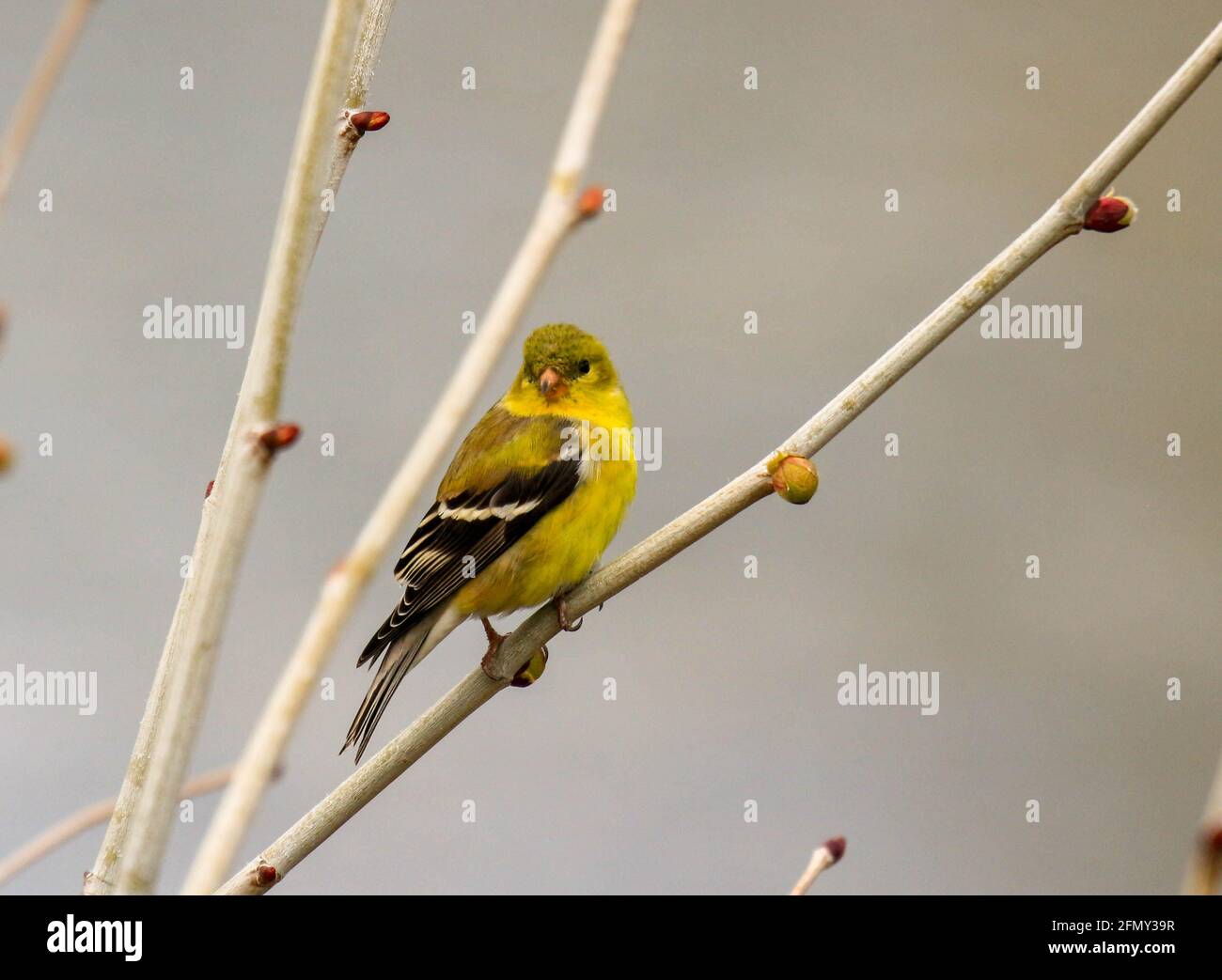 American Goldfinch Perched in Tree in Spring Stock Photo - Alamy