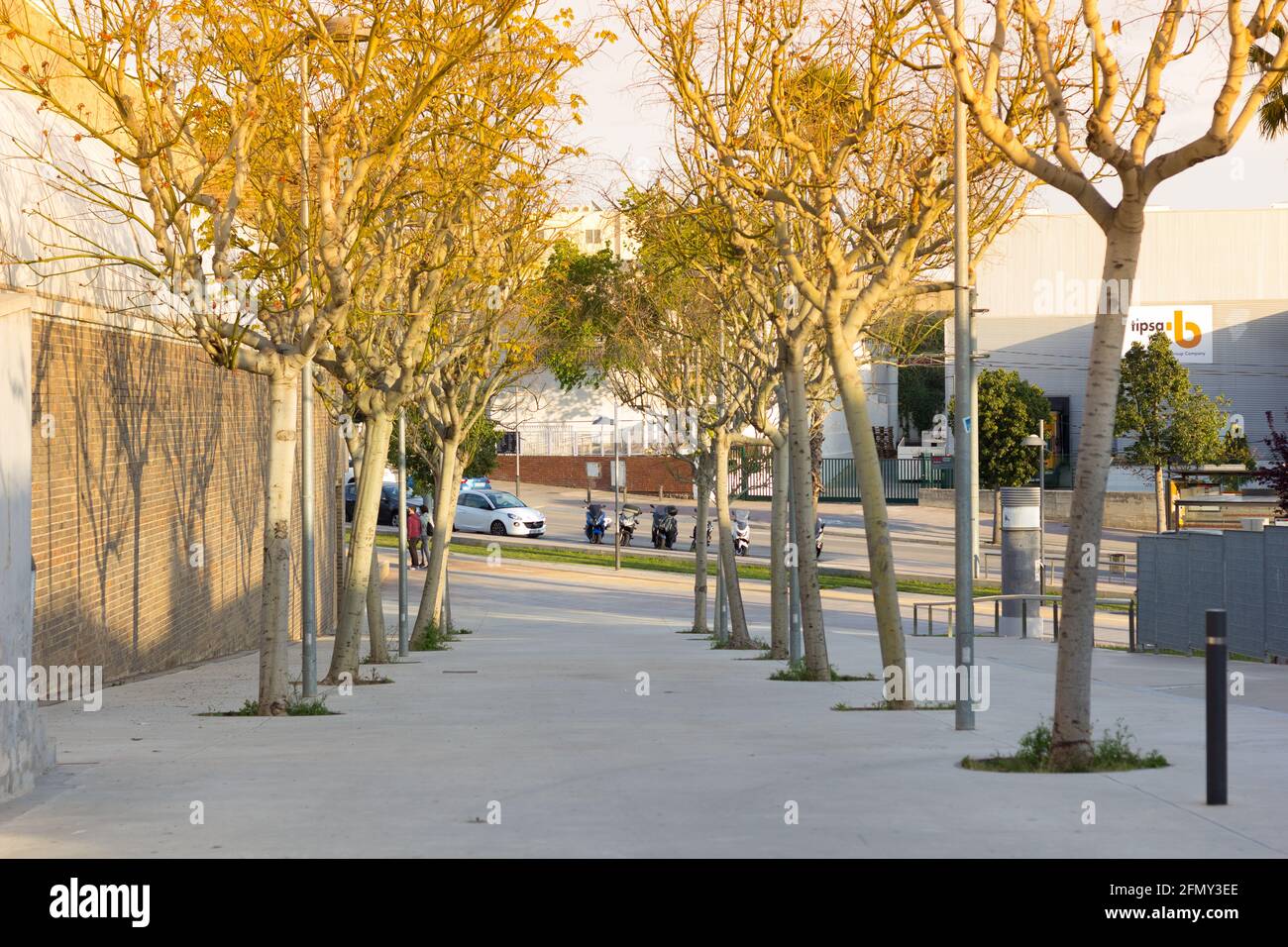 Urban promenade with trees on the sides; tree-lined promenade in the ...