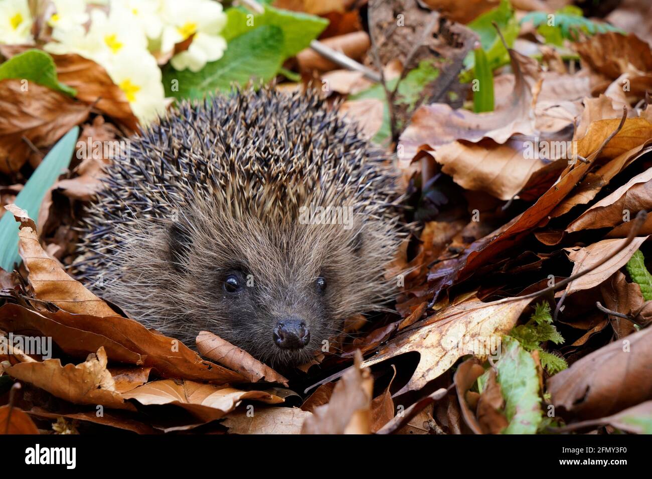 Our native hedgehog is an inhabitant of our gardens Stock Photo - Alamy