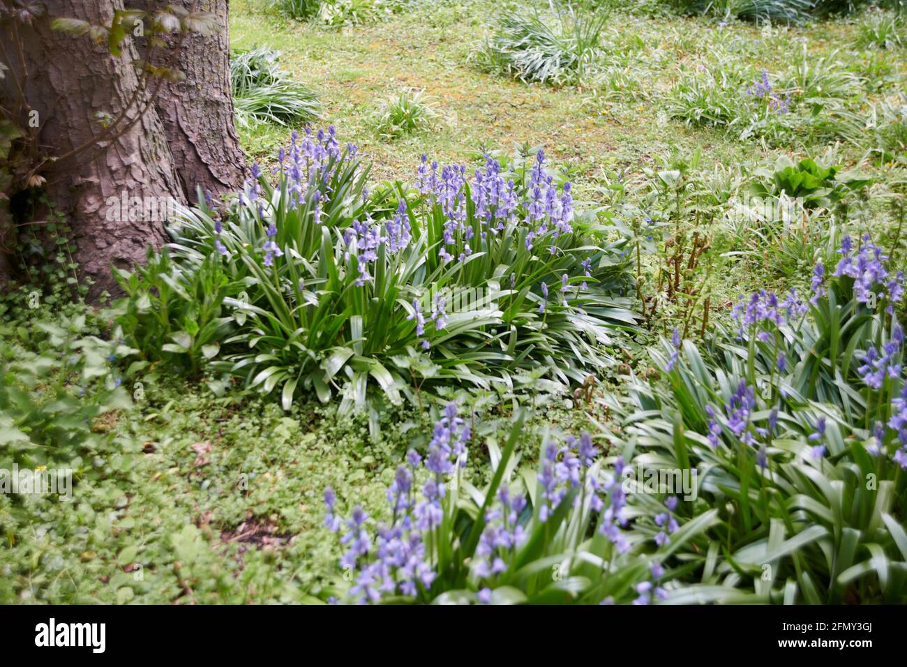 Bluebells (hyacinthoides non-scripta) growing and flowering in the ...