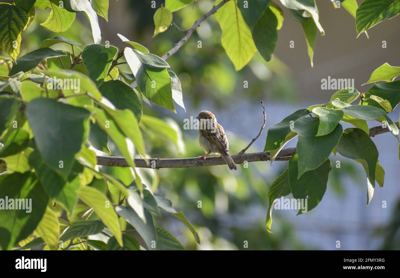 Sparrow setting on a tree branch, small bird setting on a tree branch ...