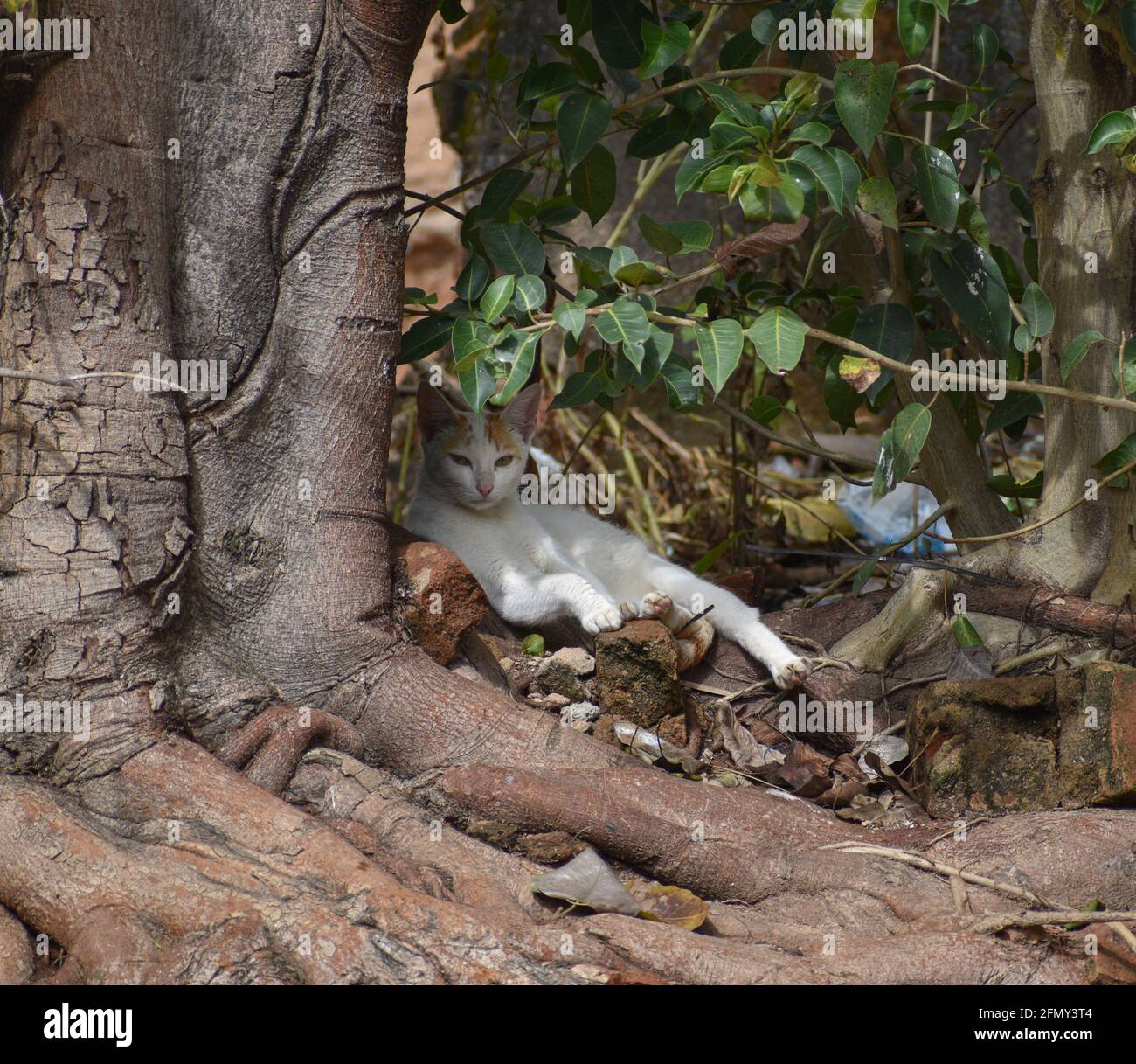 Cat fighting, cat relaxing under shade of tree in it's natural habitat ...