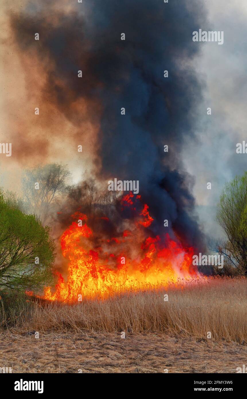 Burning reed hi-res stock photography and images - Alamy