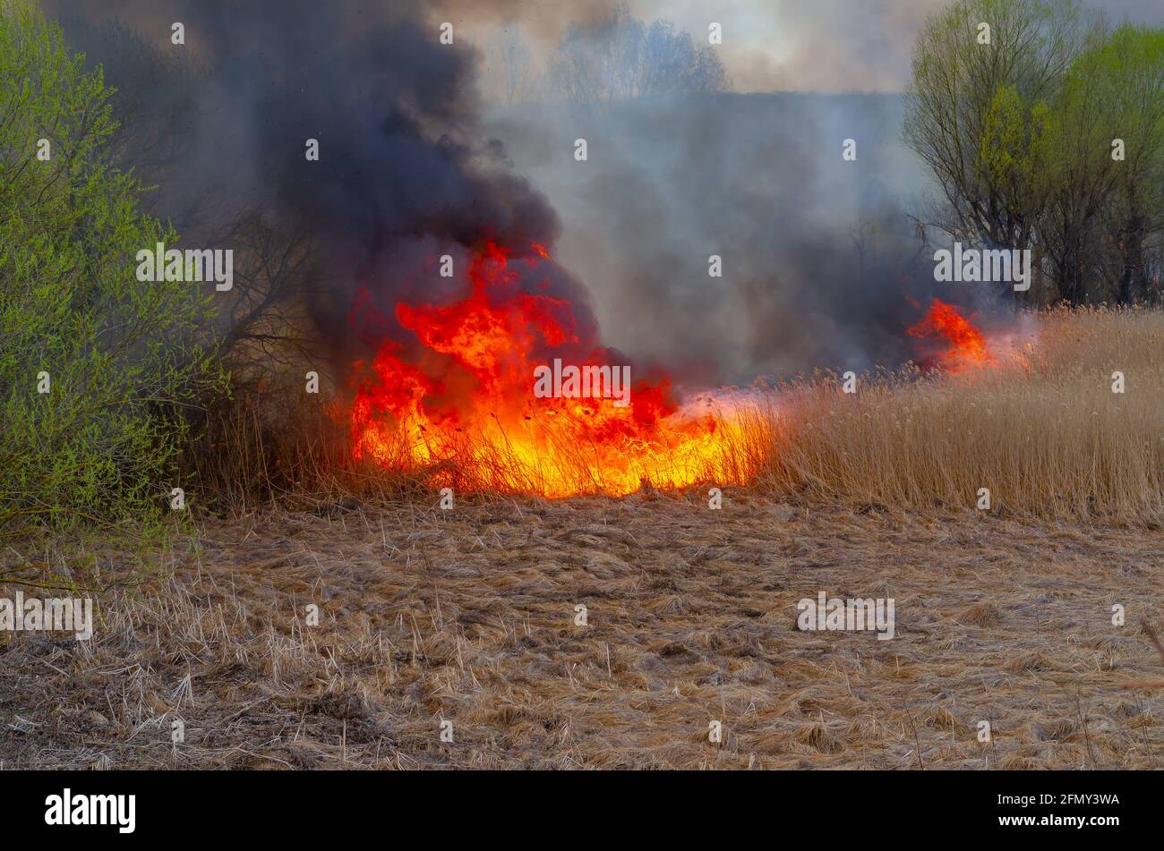 Burning dry grass, reed along lake. Grass is burning in meadow ...