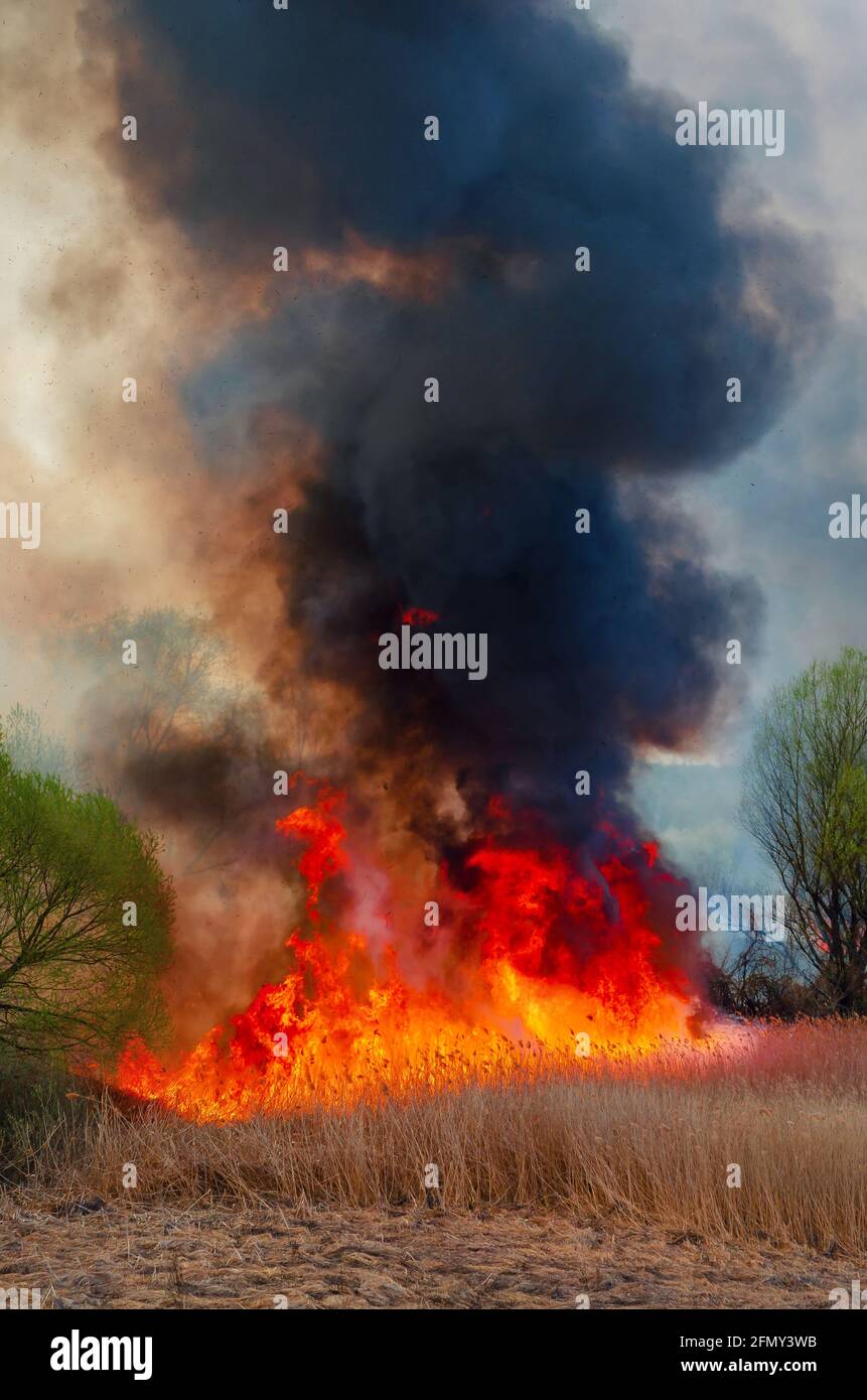 Red swamp fire hi-res stock photography and images - Alamy