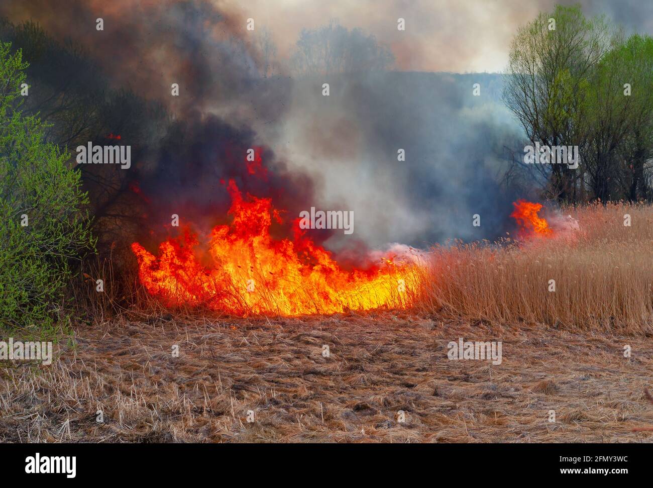 Raging forest spring fires. Burning dry grass, reed along lake. Grass ...