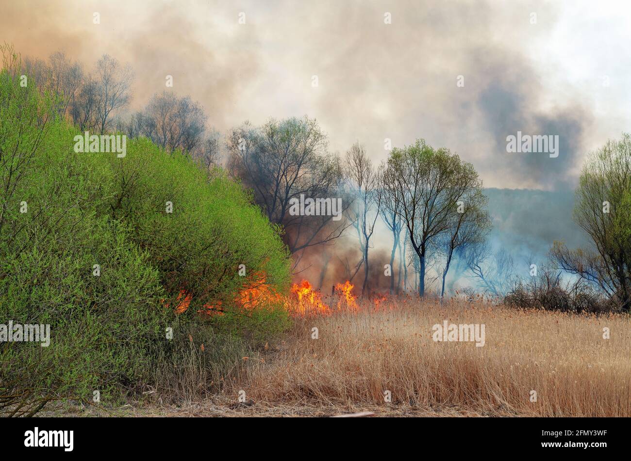Big fire on dry reed grass in swamp Stock Photo - Alamy