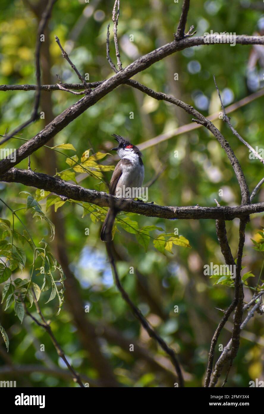 Indian birds hi-res stock photography and images - Alamy
