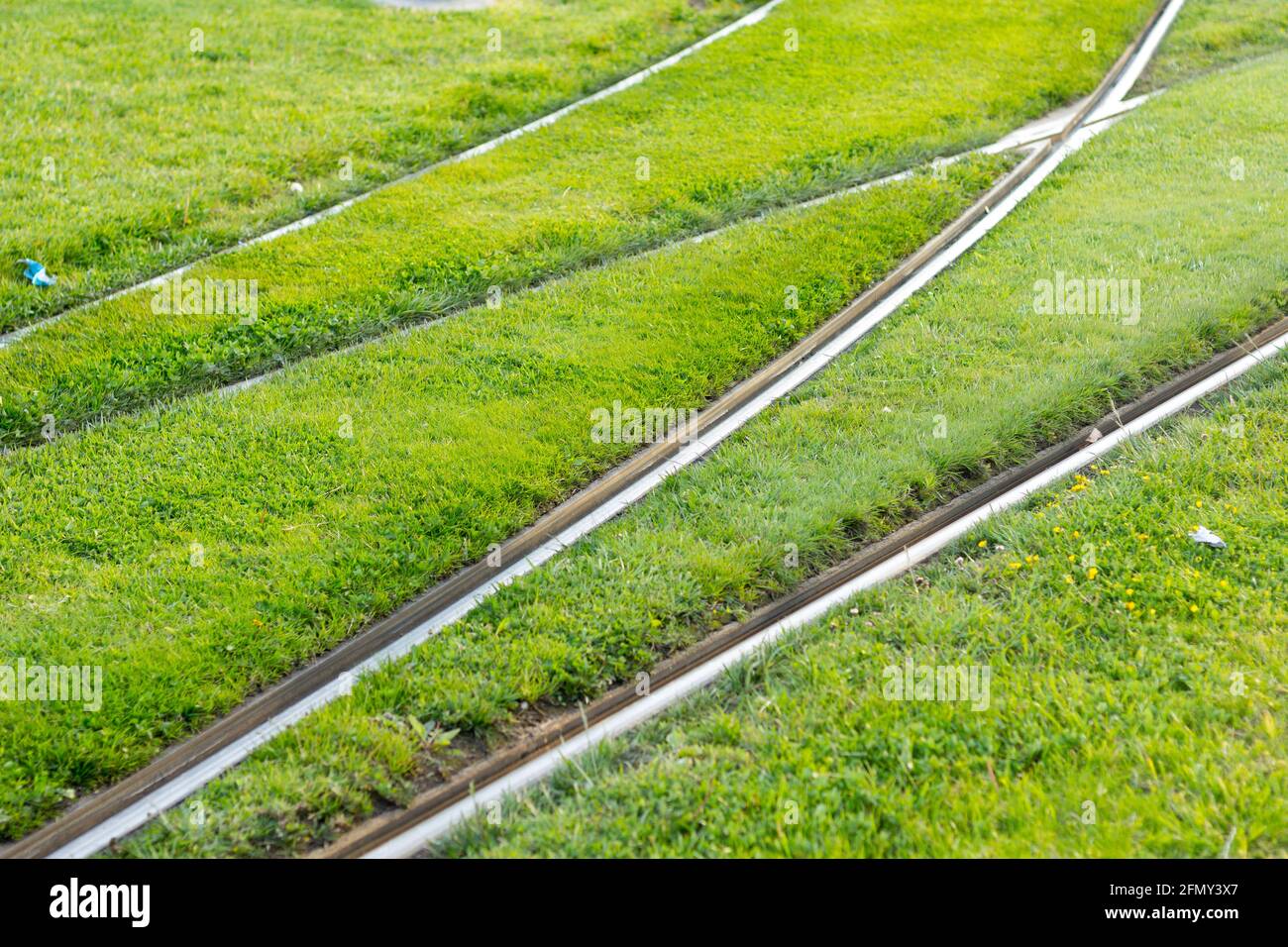 Rails on urban tramway grass; Metallic tracks on which the electric ...