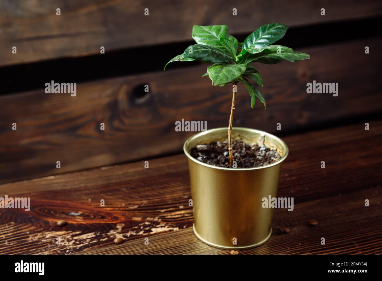 A young green coffee tree plant in an iron pot stands on a wooden table ...