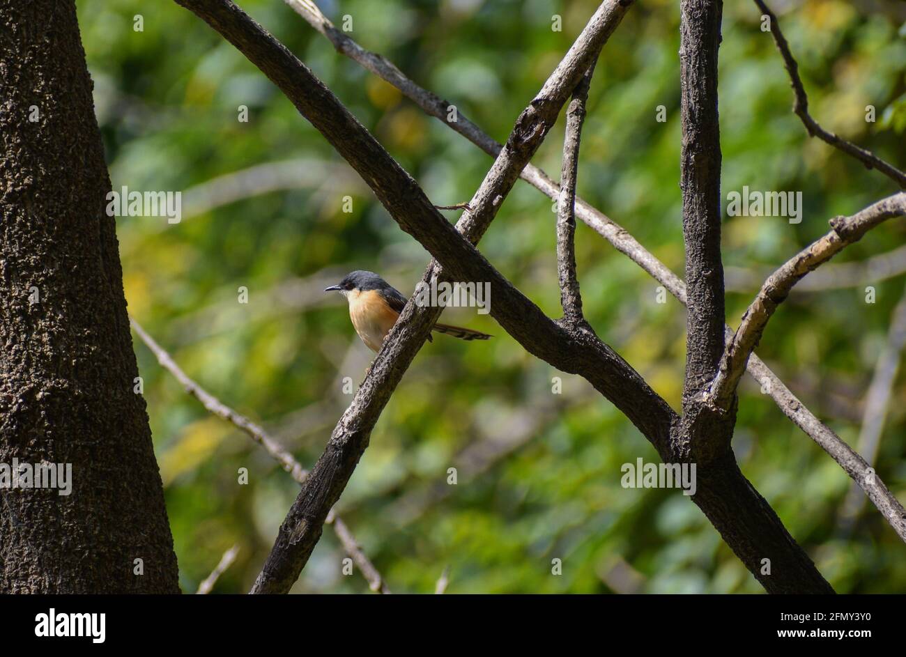 Indian birds hi-res stock photography and images - Alamy