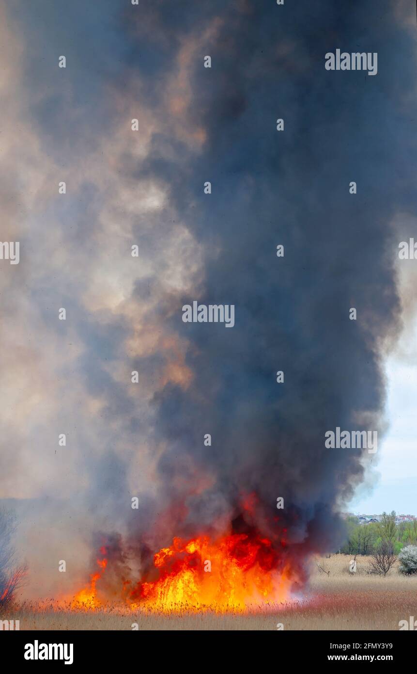 Raging forest spring fires. Burning dry grass, reed along lake. Grass ...