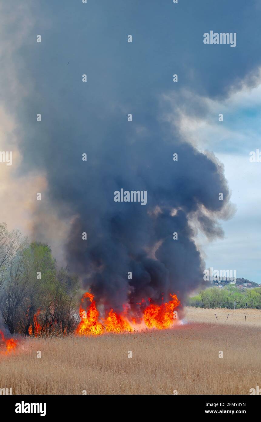 Fire, strong smoke. Burning reed in the swamp. Natural disaster Stock ...
