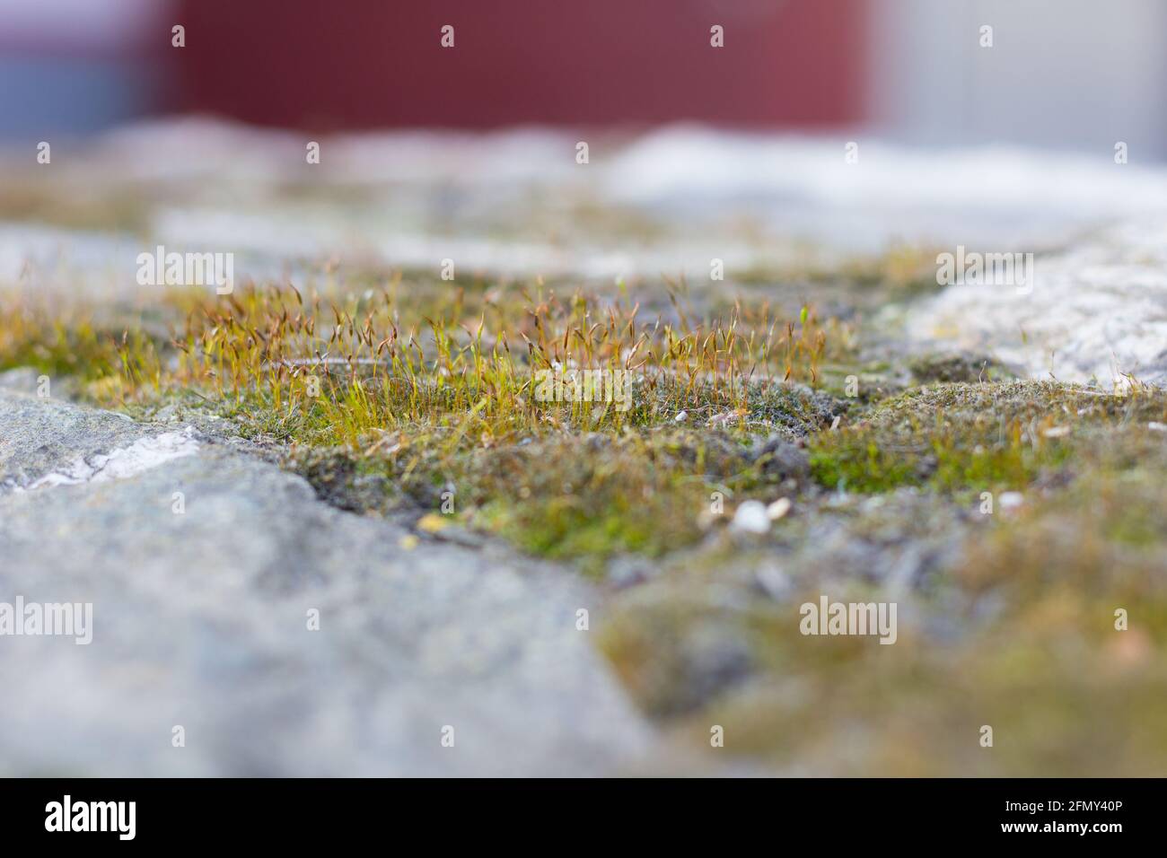 Tiny plants and tiny organisms; close-up photo of tiny plants and ...