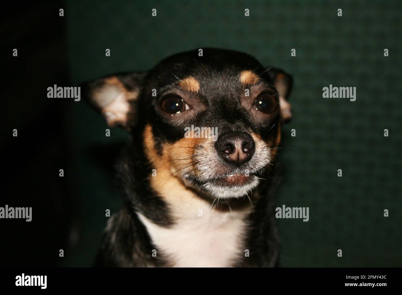 Crying chihuahua hi-res stock photography and images - Alamy
