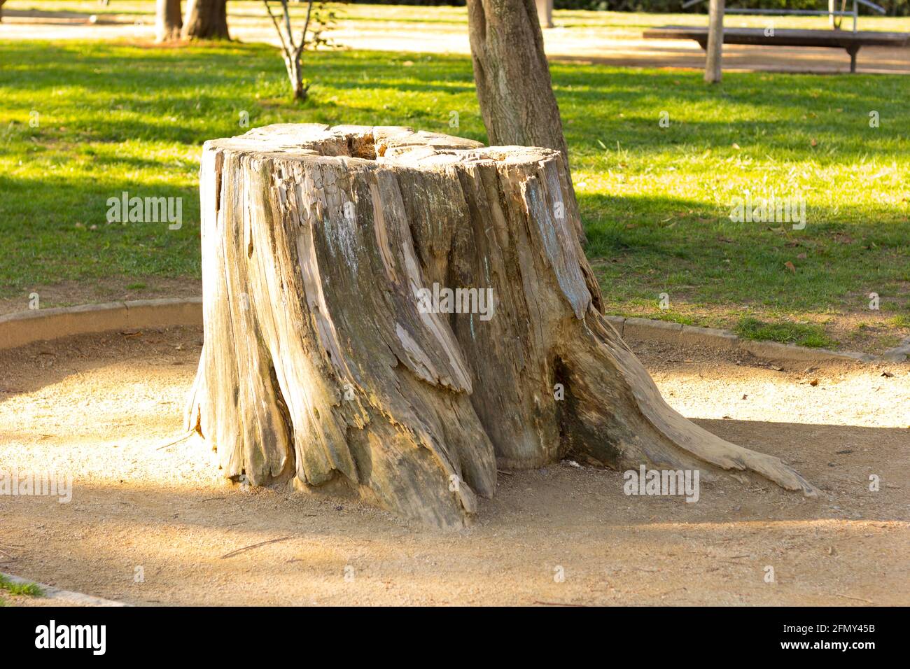 Cut tree trunk; textured trunk where you can tell the number of years ...
