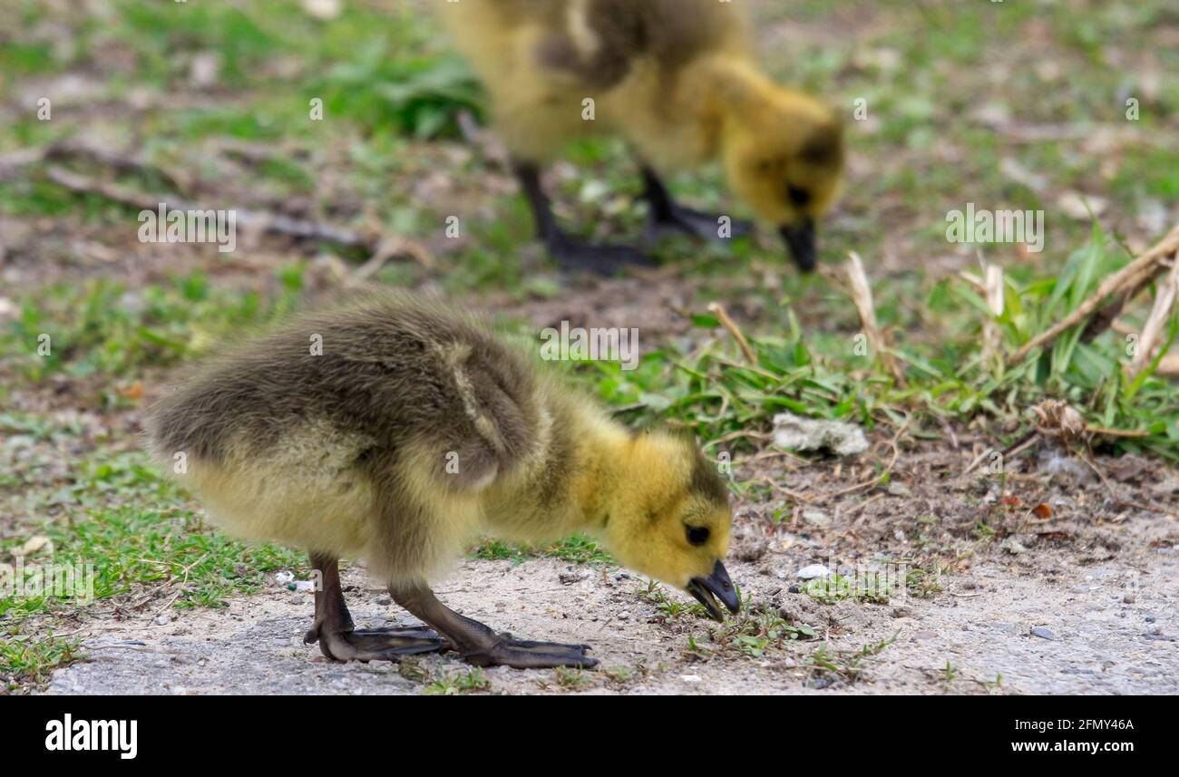 Newly hatched goslings hi-res stock photography and images - Alamy