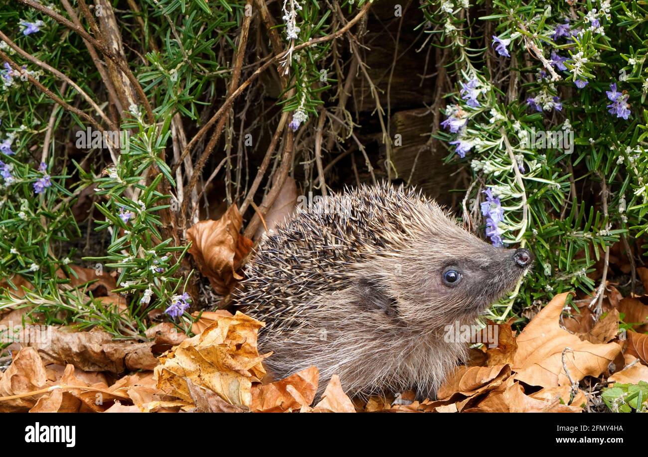 Our native hedgehog is an inhabitant of our gardens Stock Photo - Alamy