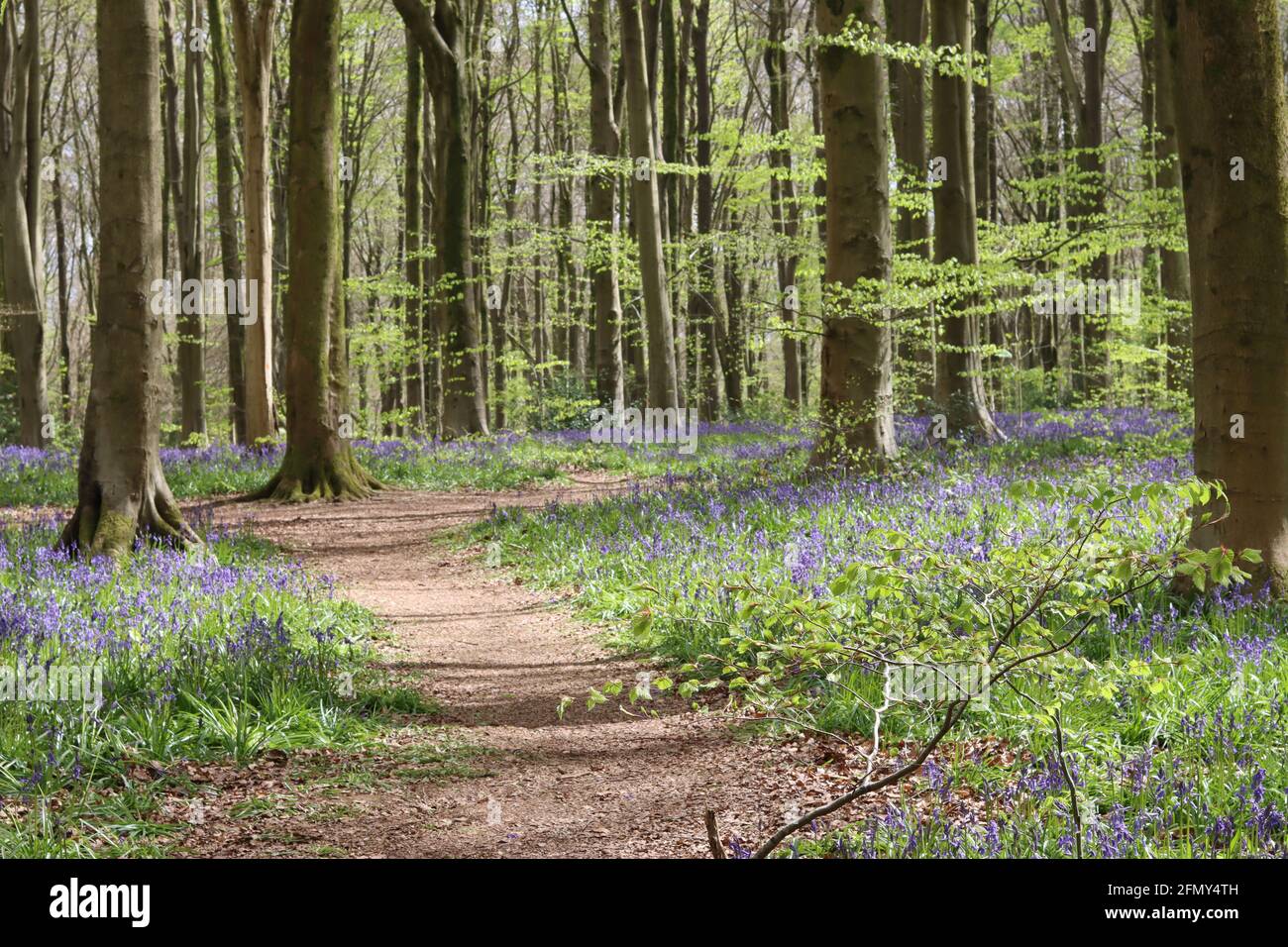 Bluebell Forest Path - West Woods, Wiltshire. UK Stock Photo - Alamy