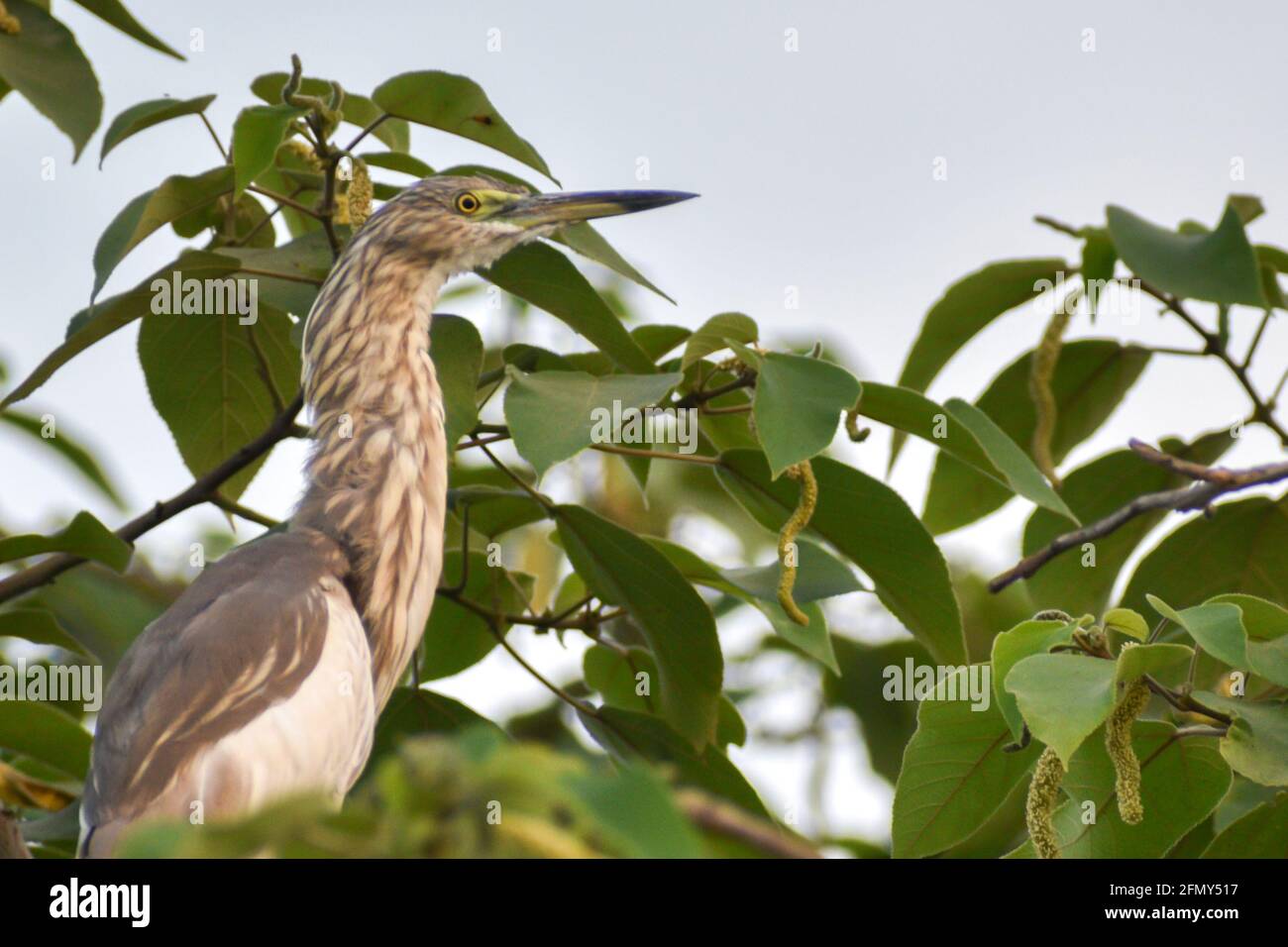 Bird setting on tree branch, Indian birds on tree Stock Photo - Alamy