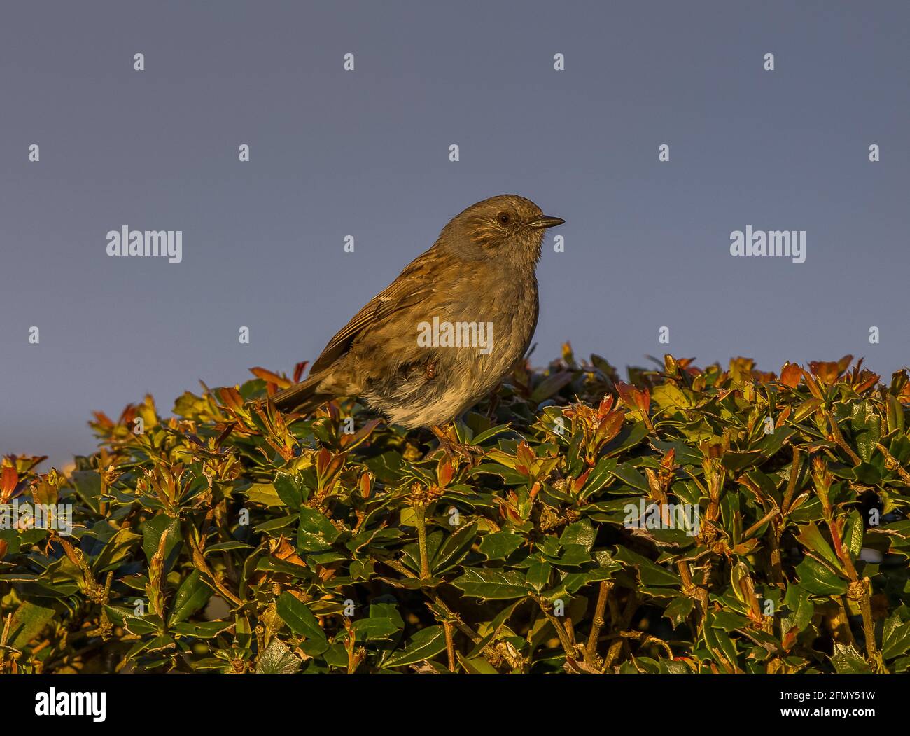 Dunnock captured in the golden hour hi-res stock photography and images ...