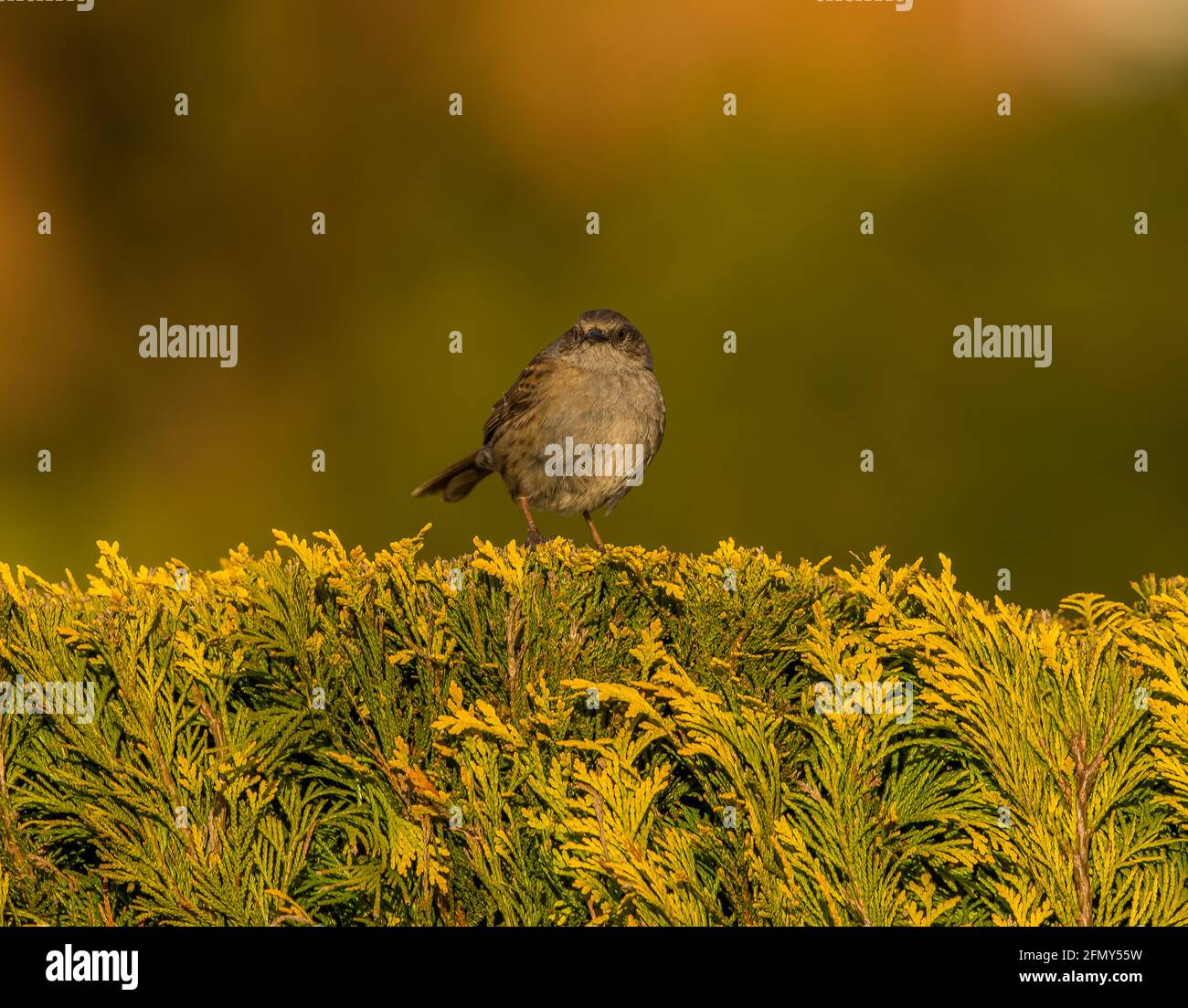 Dunnock captured in the golden hour hi-res stock photography and images ...