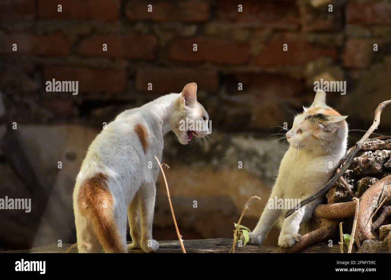 Cat fighting, cat relaxing under shade of tree in it's natural habitat ...