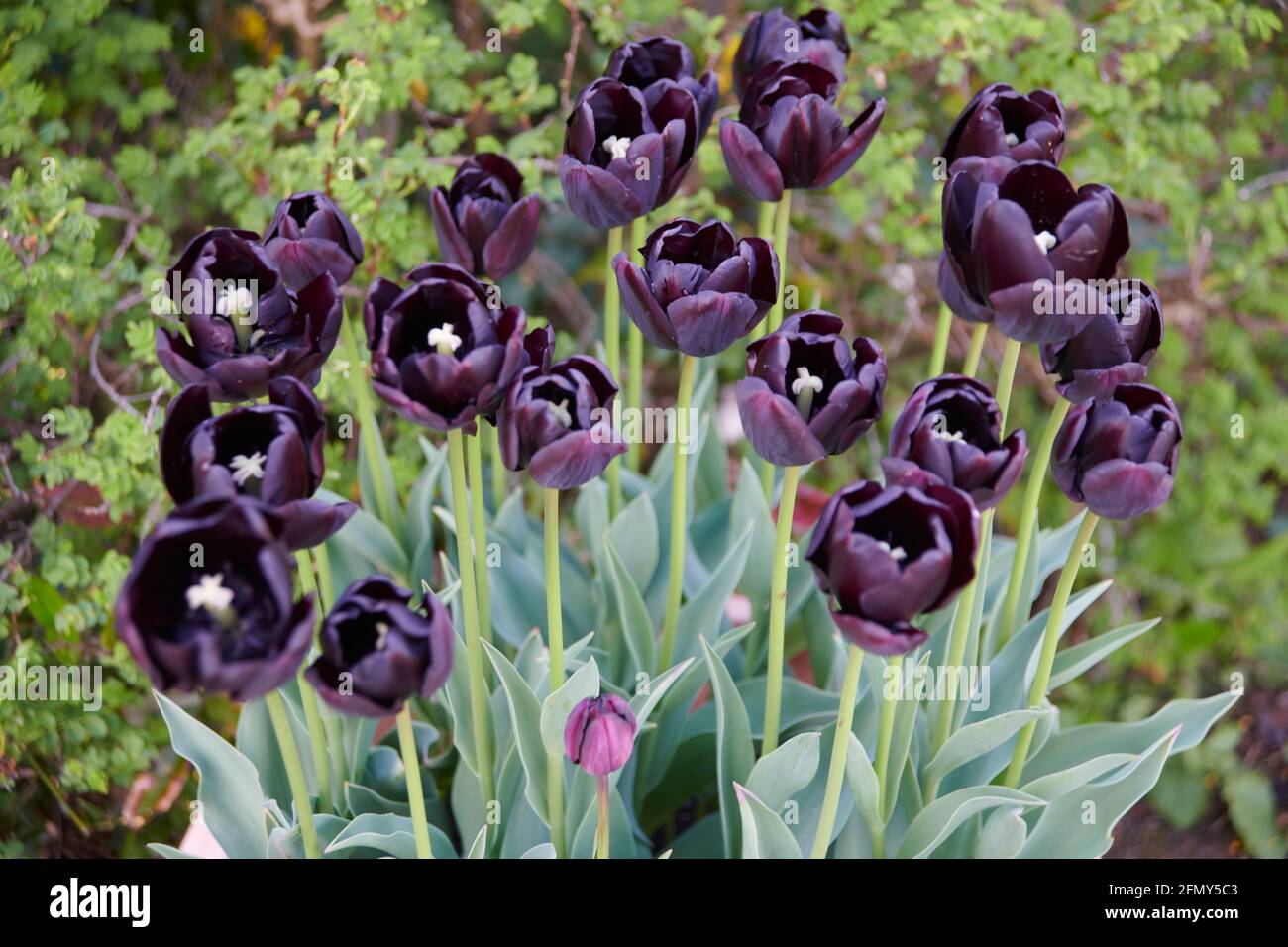 Tulip’s (Tulipa) "Saigon" growing in the spring sunshine. East ...