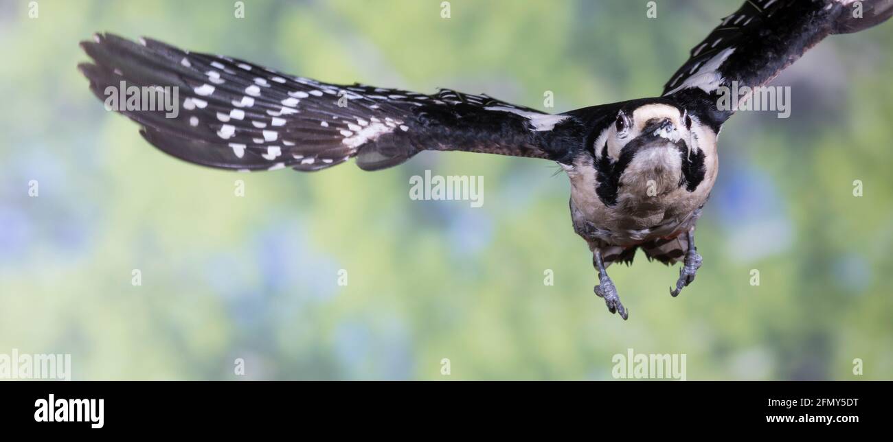 Buntspecht, Flug, Flugbild, fliegend, Bunt-Specht, Specht, Spechte ...