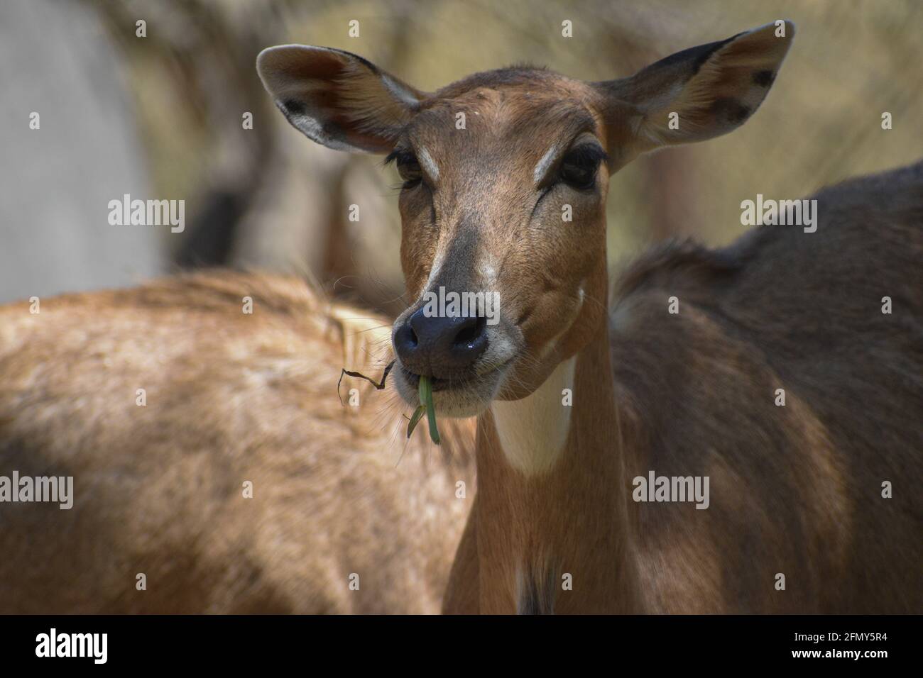 Female nilgai in forest, animal in jungle, dear in Indian forest Stock ...
