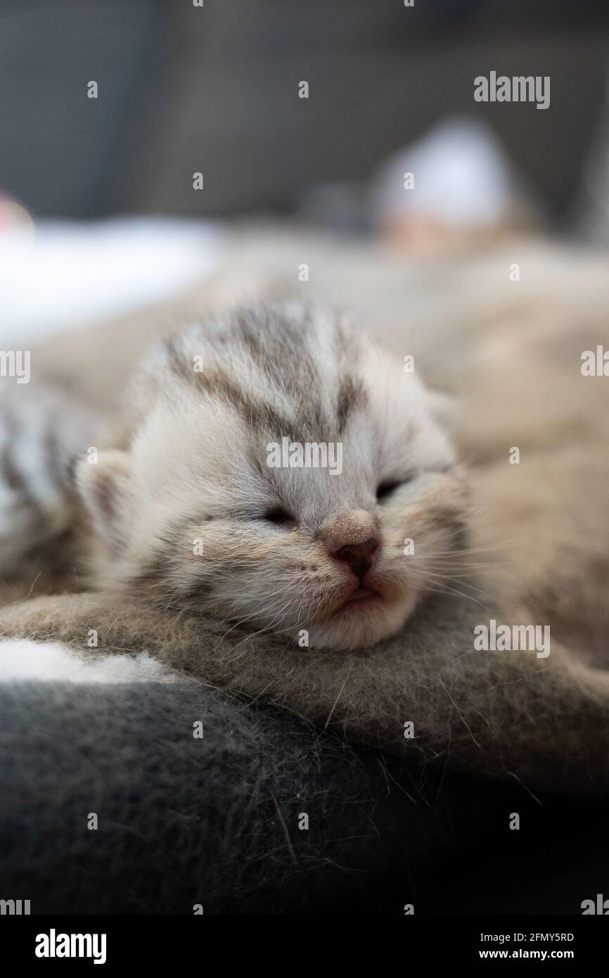 one week old little kitty is sleeping Stock Photo - Alamy