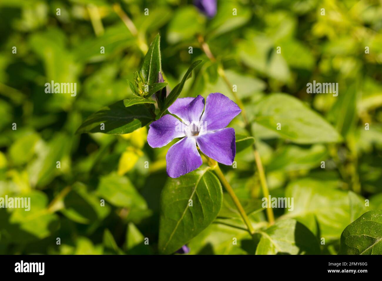 Plants and flora in spring in the Mediterranean of Barcelona, Catalonia ...