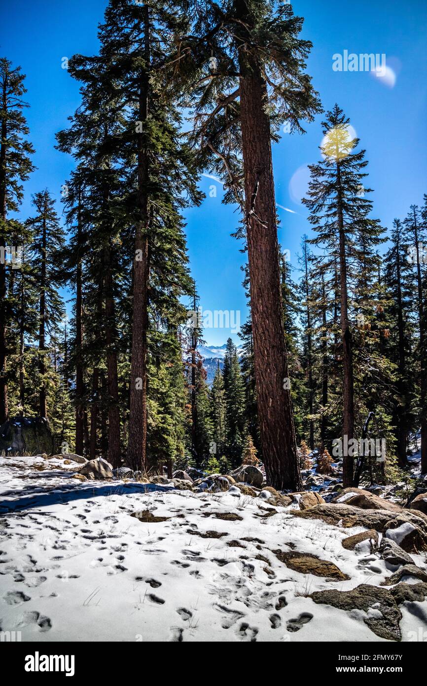 Giant Sequoia Trees in Yosemite National Park, California Stock Photo ...